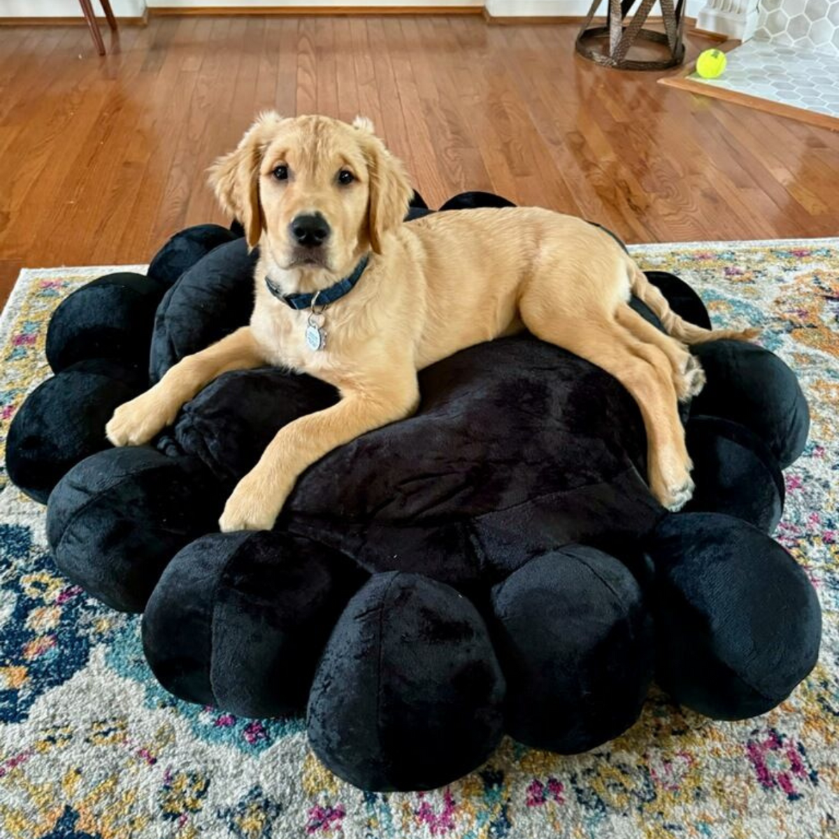 Bubble Dog Bed